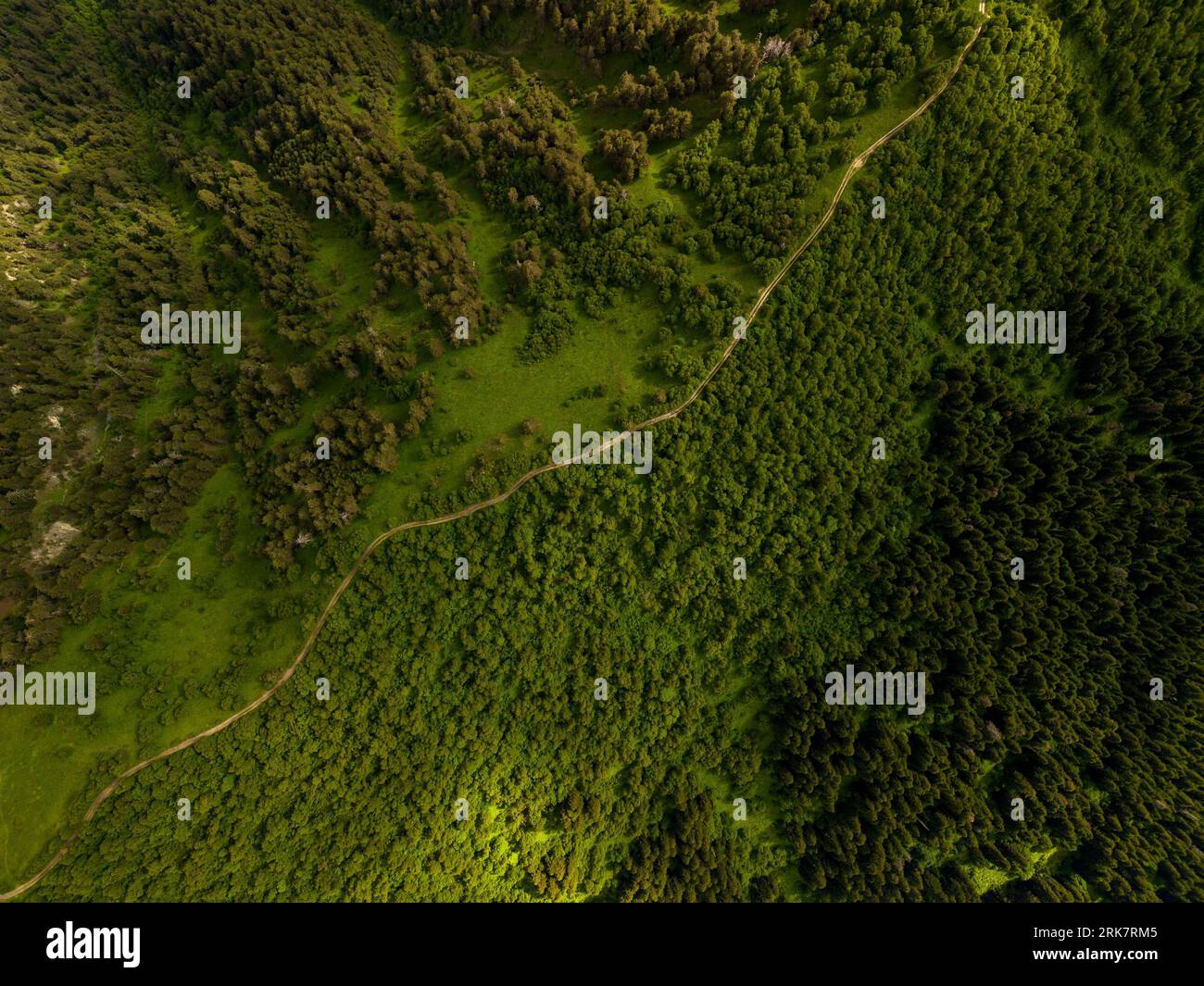 A vibrant forest landscape featuring an abundance of lush foliage in ...