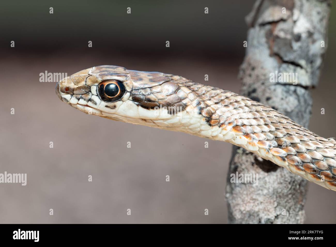 A Karoo sand snake (Psammophis notostictus), a mildly venomous species ...