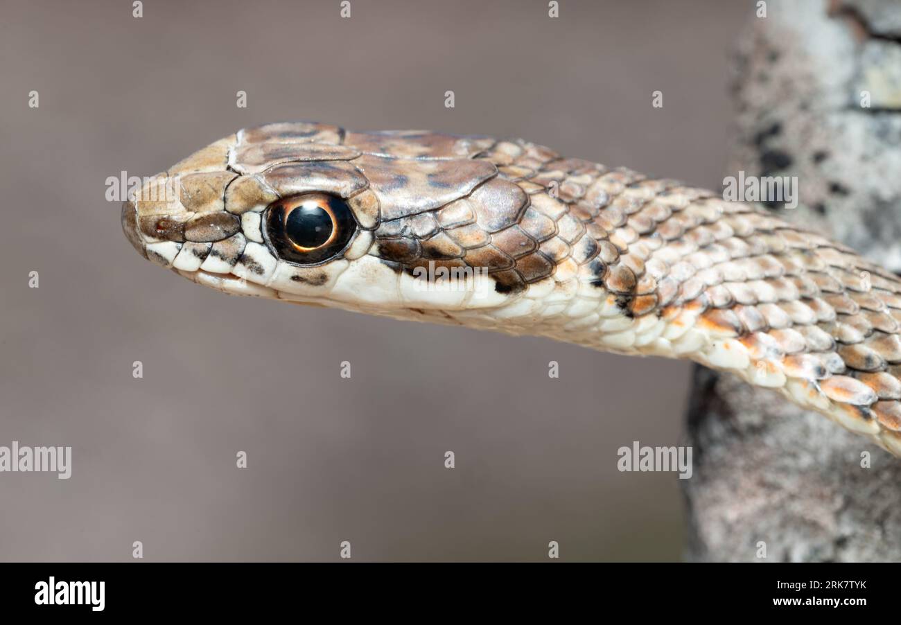 A Karoo sand snake (Psammophis notostictus), a mildly venomous species ...