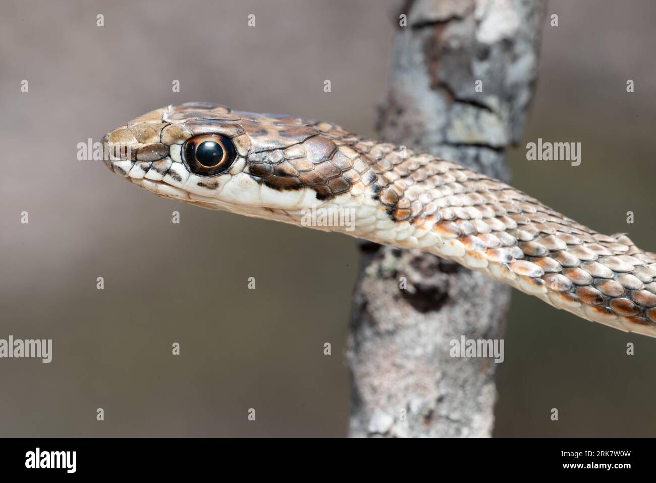 A Karoo sand snake (Psammophis notostictus), a mildly venomous species ...