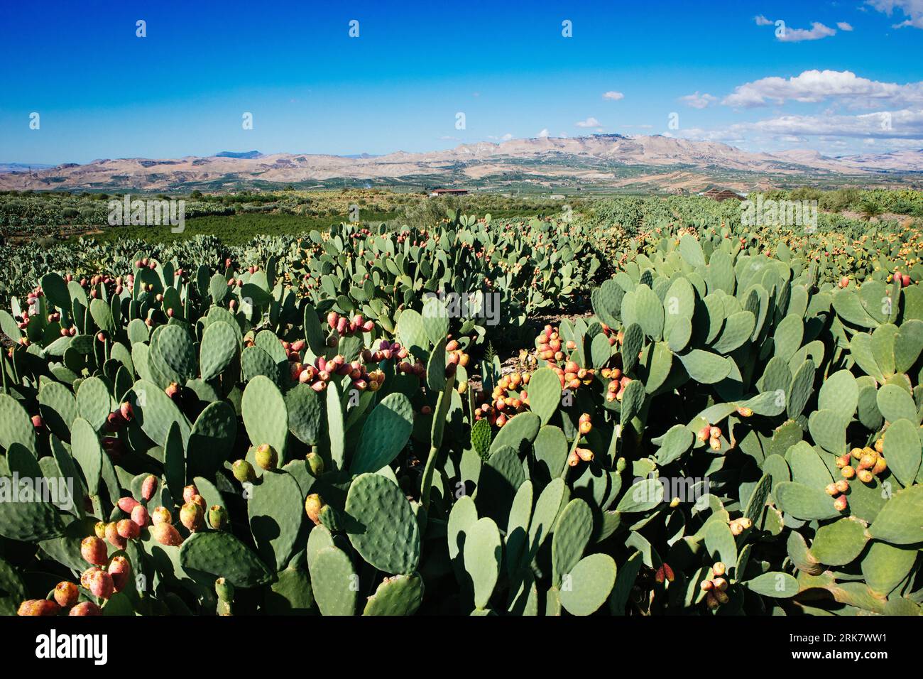 Sicily prickly pear cactus hi-res stock photography and images - Alamy