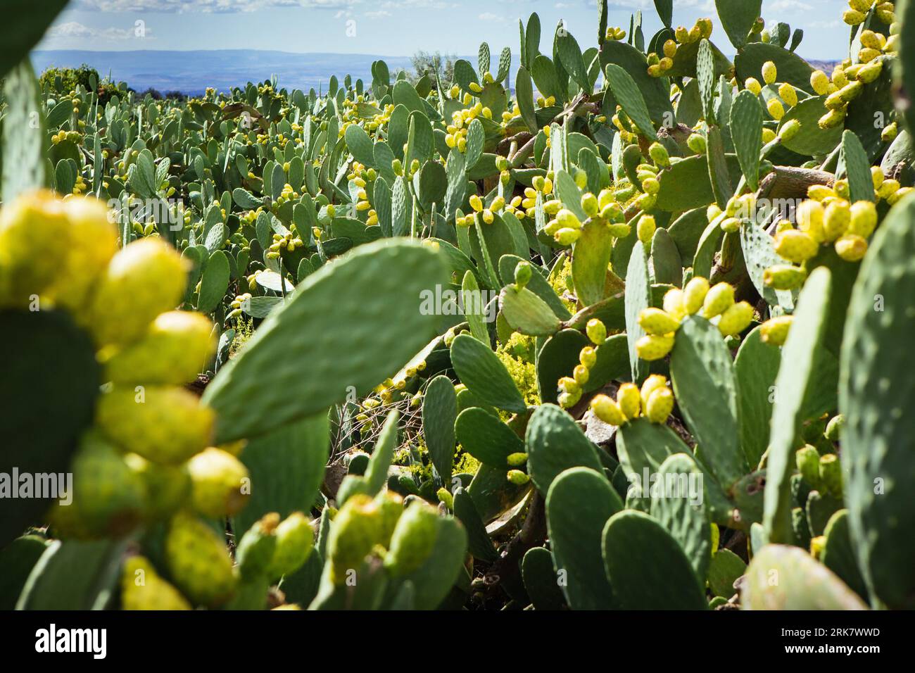 Prickly pear cactus (Opuntia ficus-indica) Farm of Sicily Stock Photo ...