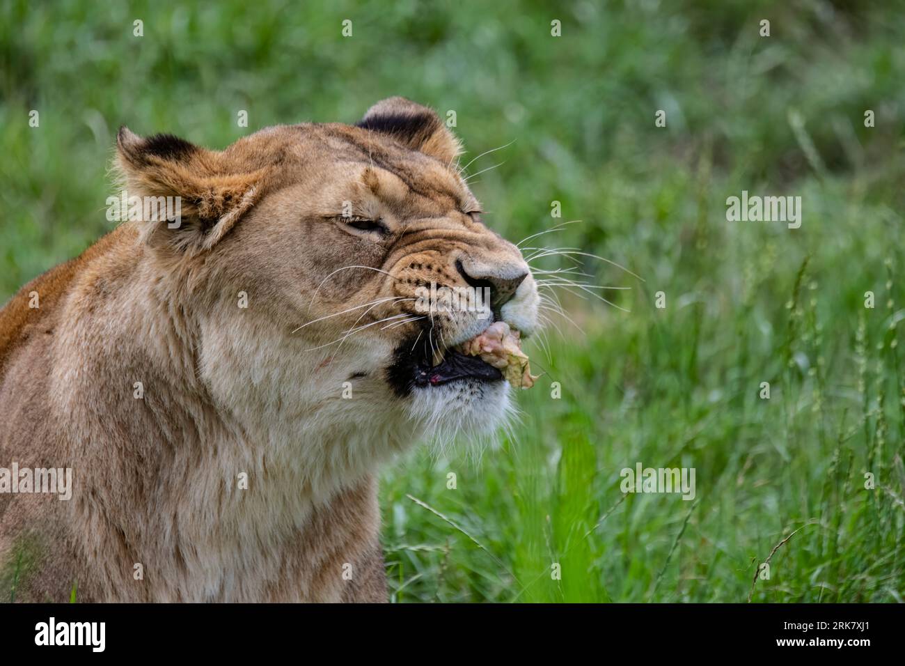 A majestic lion is pictured eating a snack while seated in the lush ...