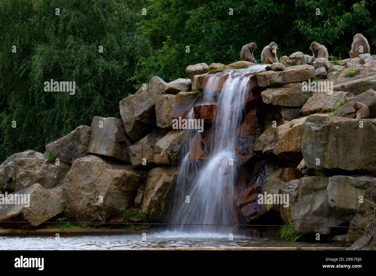 Several monkeys standing by a cascading waterfall in a serene outdoor ...