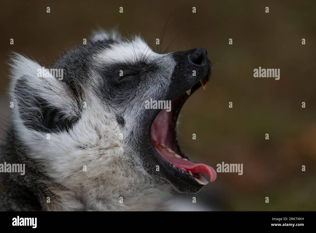 A Close up photo of a Ring-tailed Lemur (Lemur catta) with its mouth ...