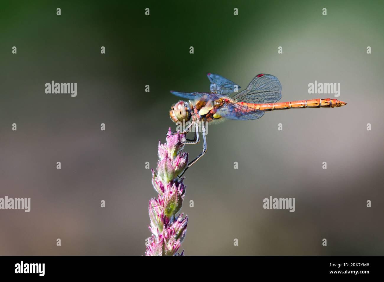 Dragonflies on the pond hi-res stock photography and images - Alamy