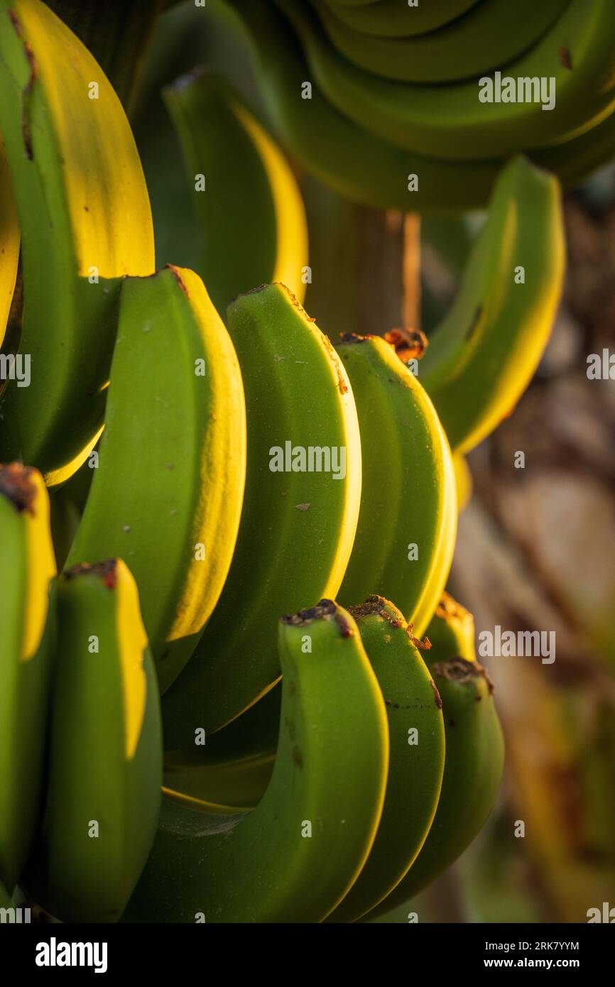 A closeup of a cluster of luscious, ripe green bananas in a vibrant and ...