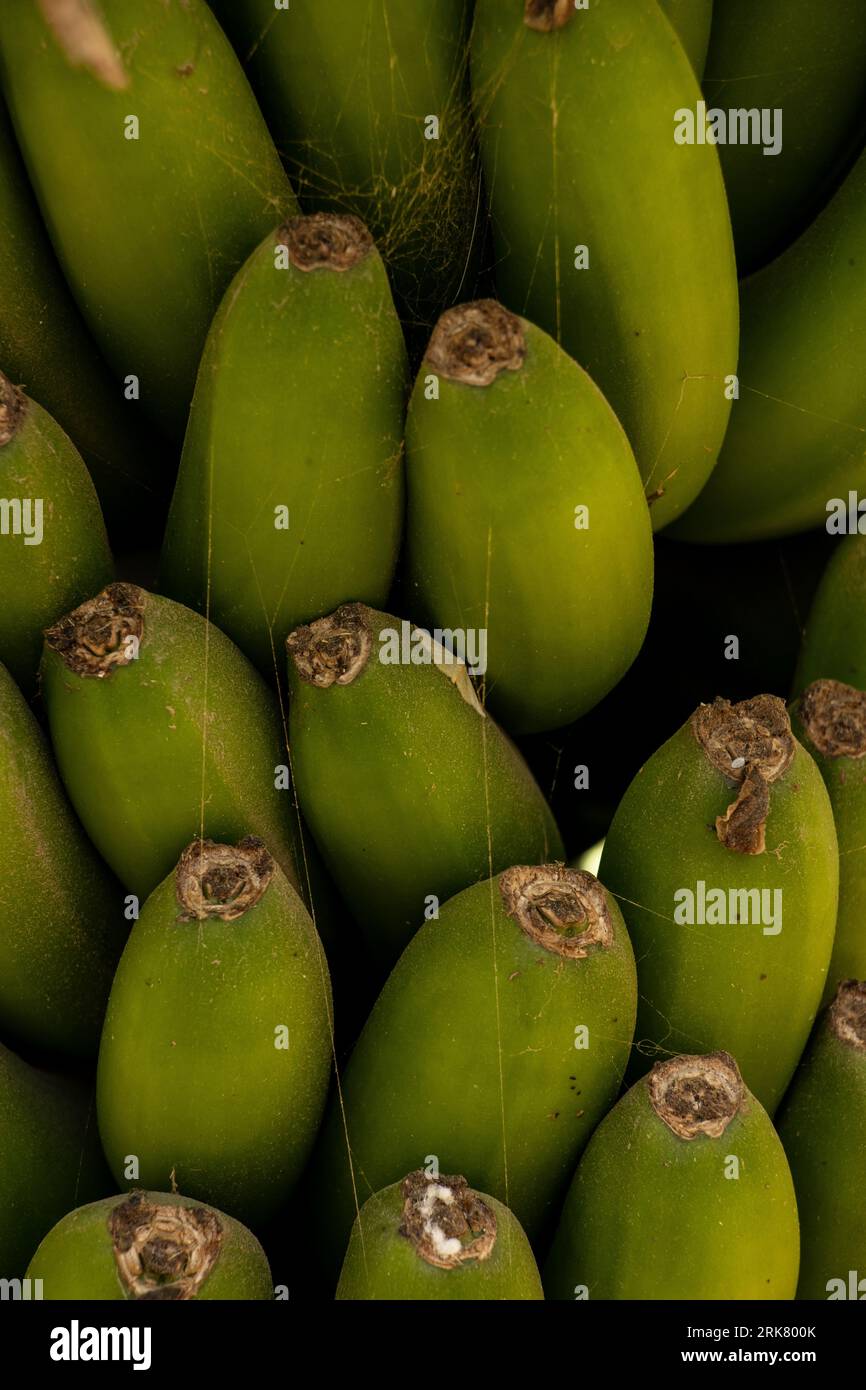 A closeup of a cluster of luscious, ripe green bananas in a vibrant and ...
