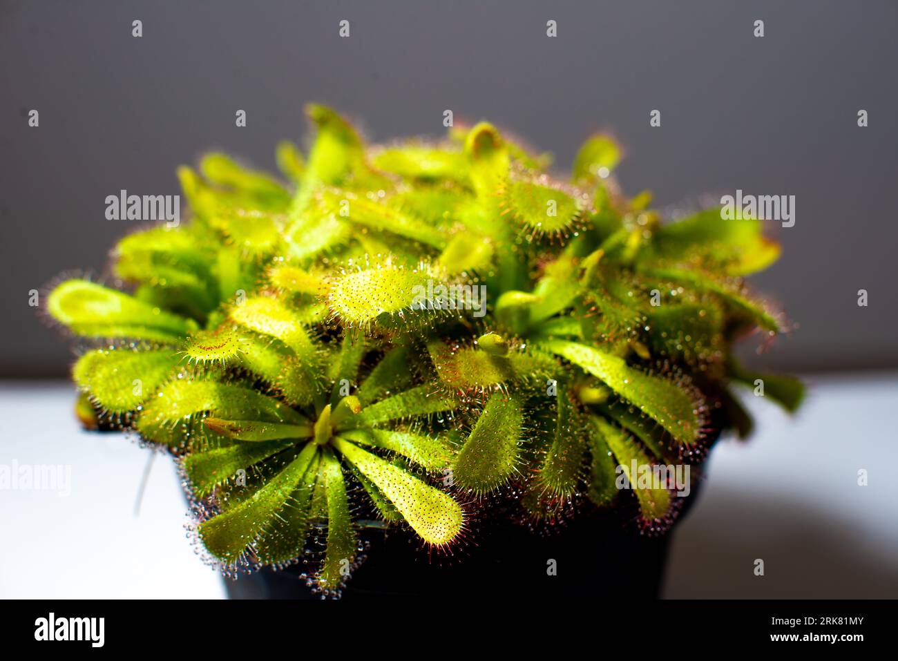 Carnivorous plant, Alice sundew, Drosera aliciae portrait Stock Photo ...