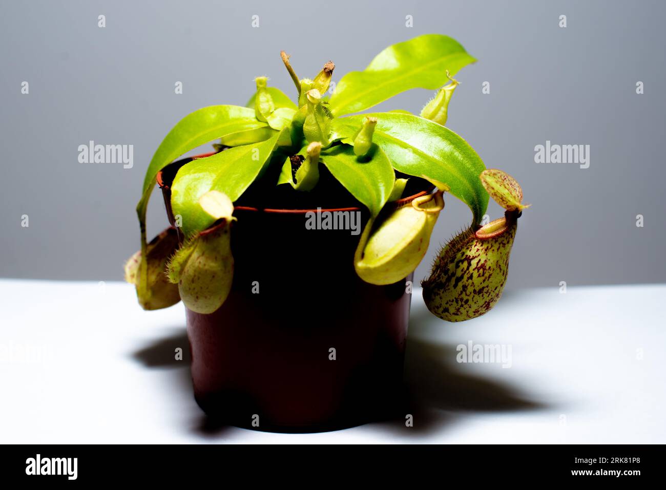 Romance trap hi-res stock photography and images - Alamy