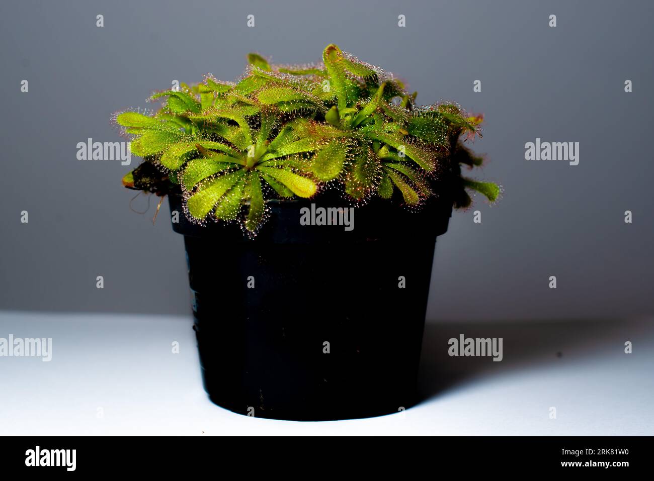 Plant drosera aliciae flower hi-res stock photography and images - Alamy