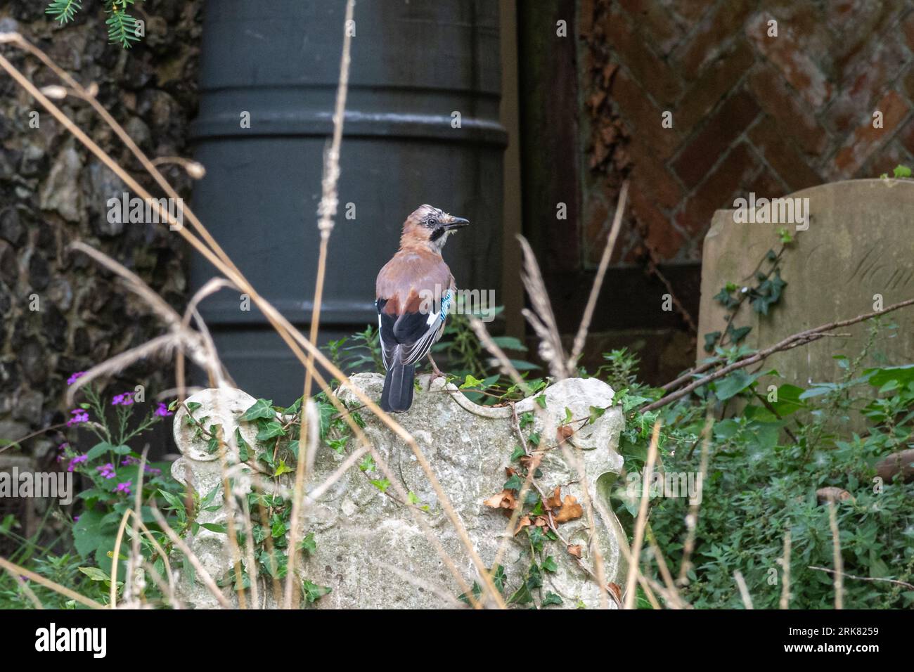 Jay bird uk hi-res stock photography and images - Alamy
