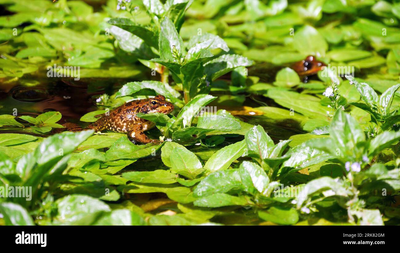 Algae growth pond fish hi-res stock photography and images - Alamy
