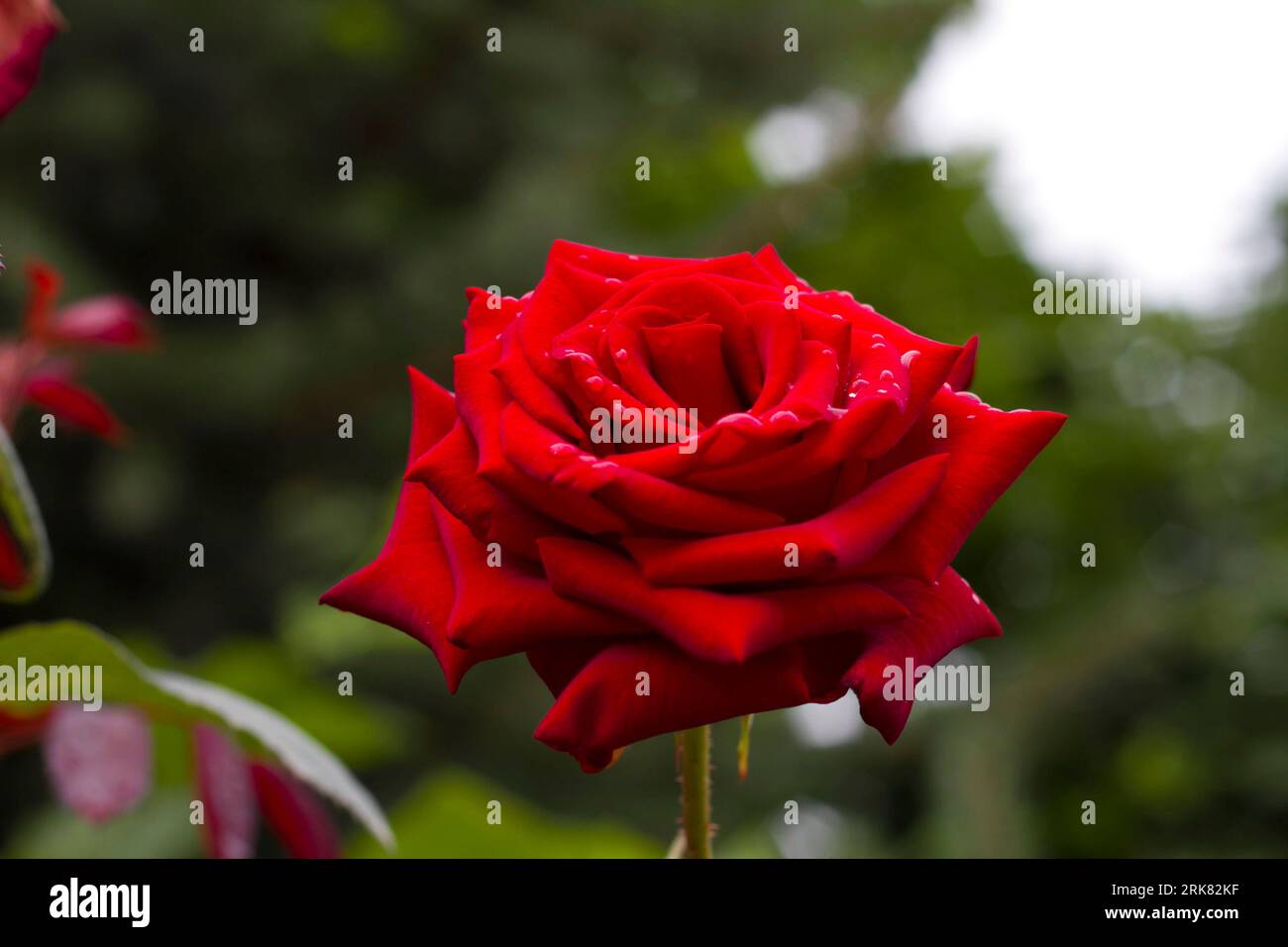 A vibrant red rose in the process of blooming in a lush green garden, with tall trees providing ...