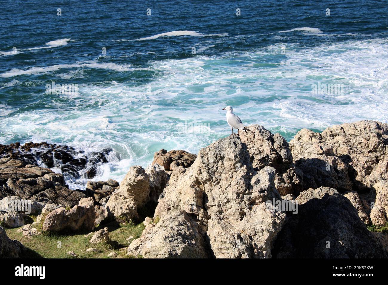 A white-feathered seagull stands atop a grey, rocky outcropping ...