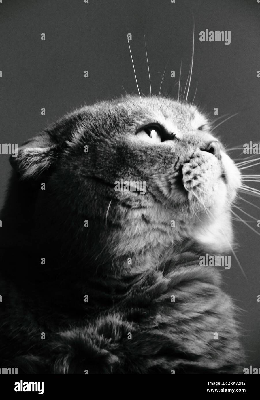 Looking startled hi-res stock photography and images - Alamy