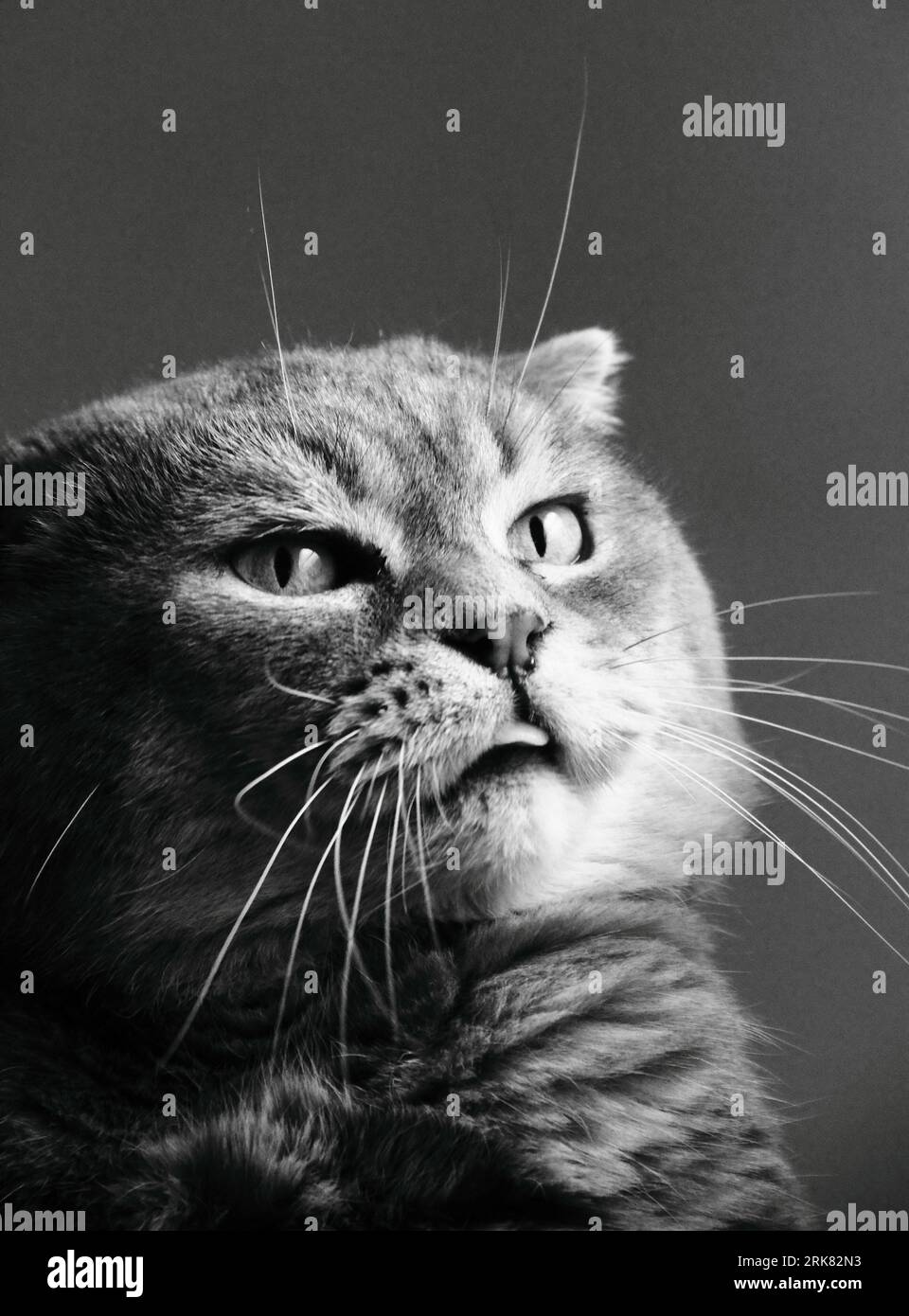 A domestic cat with a startled expression, looking directly at the ...