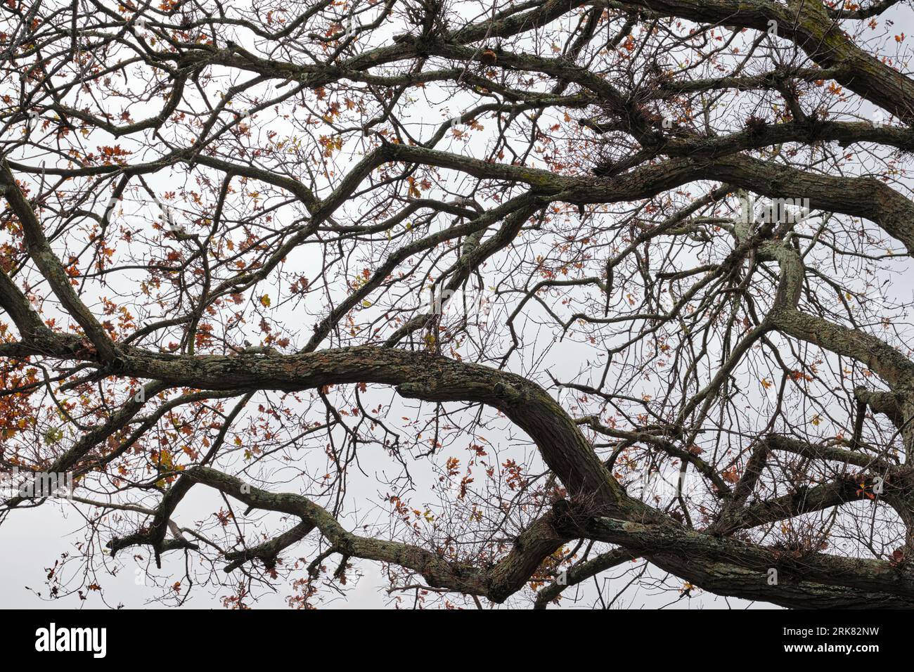 An aged tree stands tall in a picturesque landscape Stock Photo - Alamy