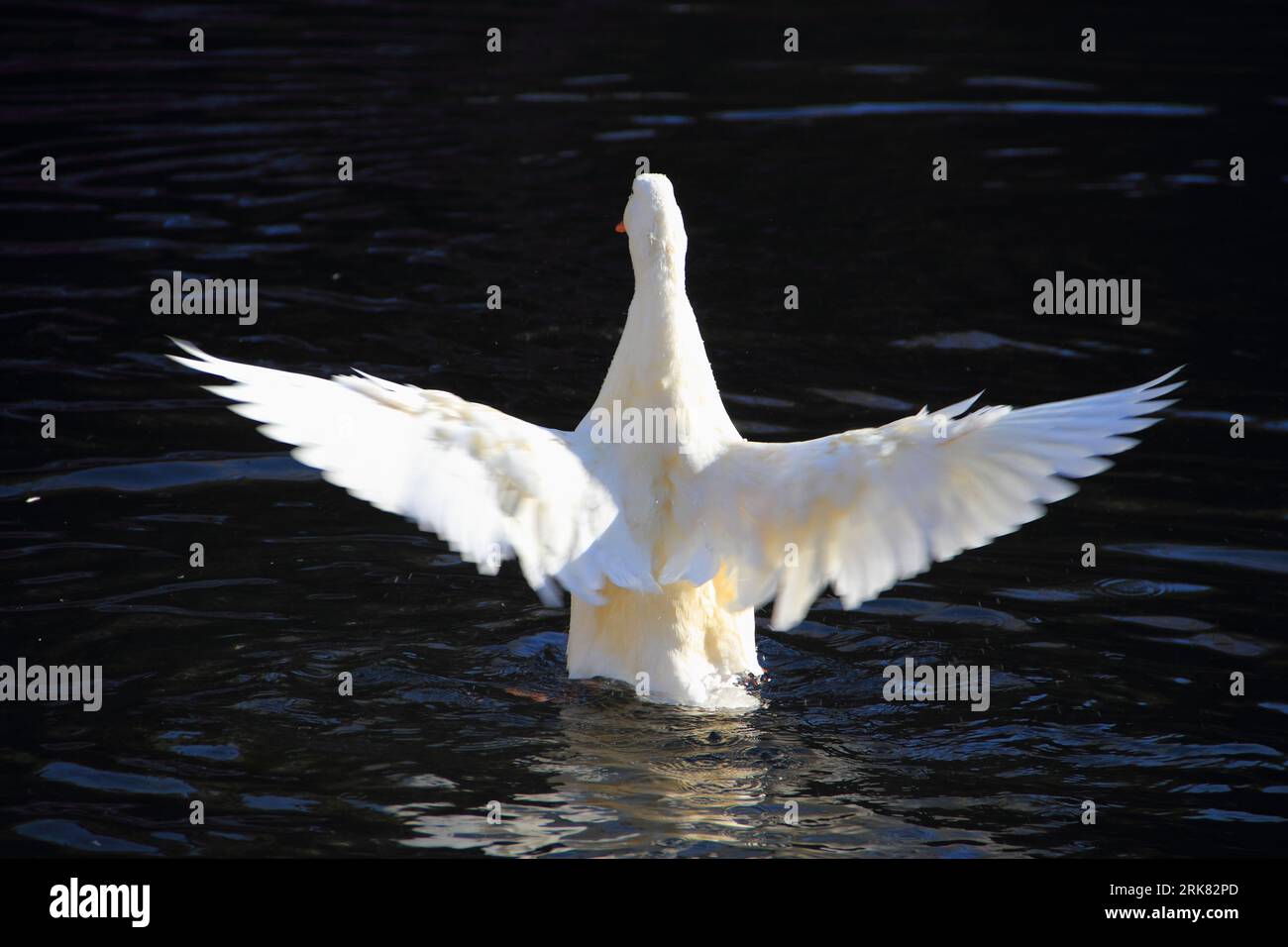 A majestic swan with its wings outstretched, posing majestically ...