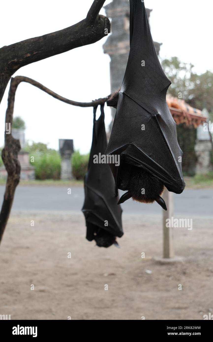 Flying fox looks at the camera and then closes its eyes Bat sleeps ...
