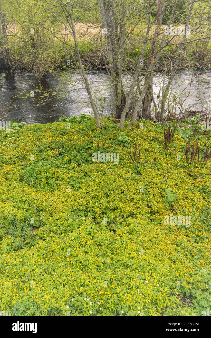 An array of vibrant wildflowers blossoms in a lush meadow near a ...