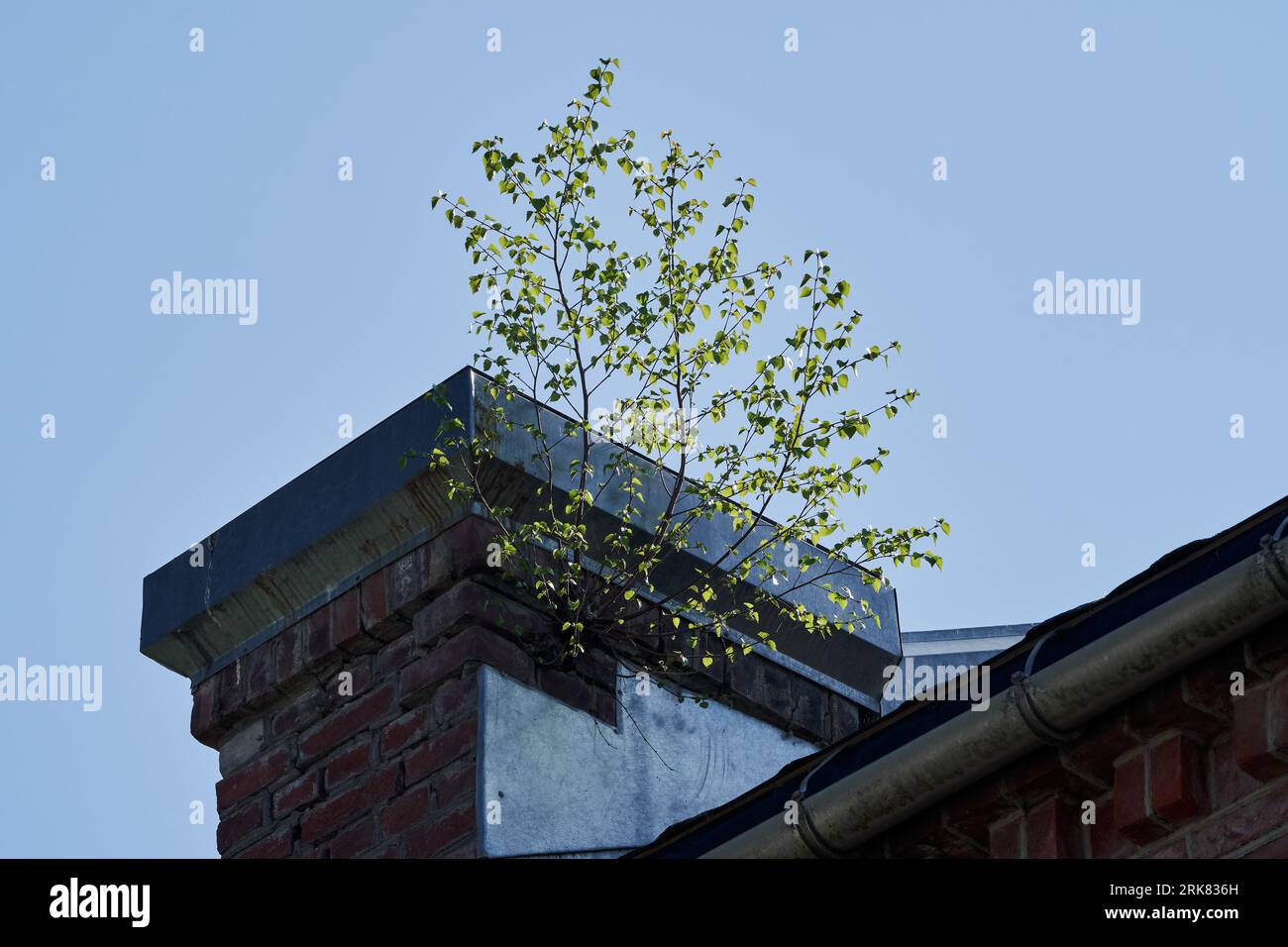 A birch tree growing through a brick building, showing the resilience ...