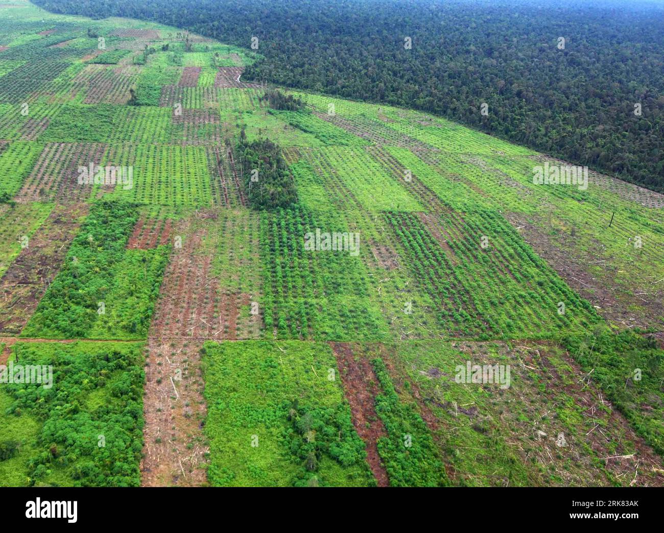 Indonesia deforestation palm oil forest hi-res stock photography and ...