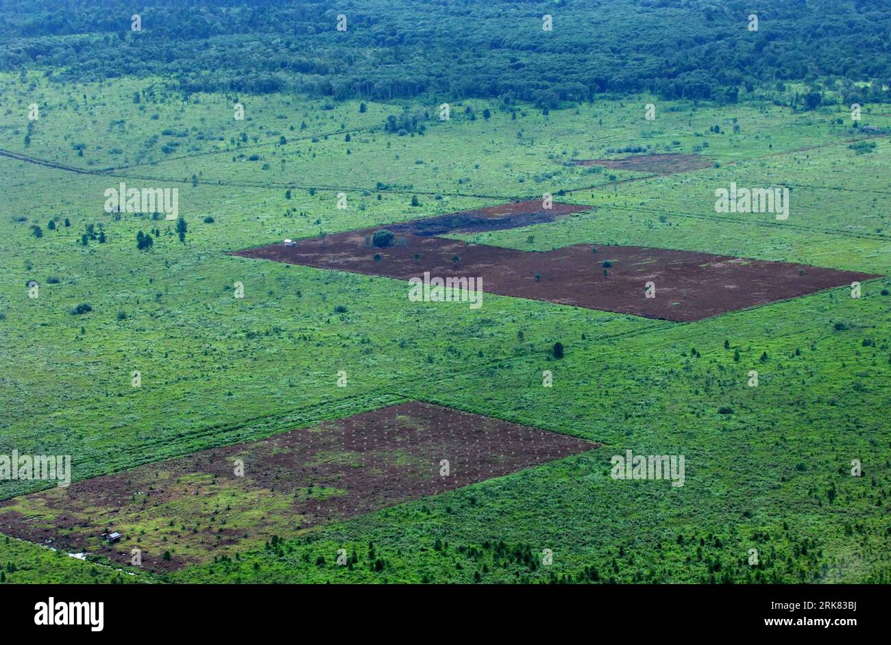 Indonesia deforestation palm oil forest hi-res stock photography and ...