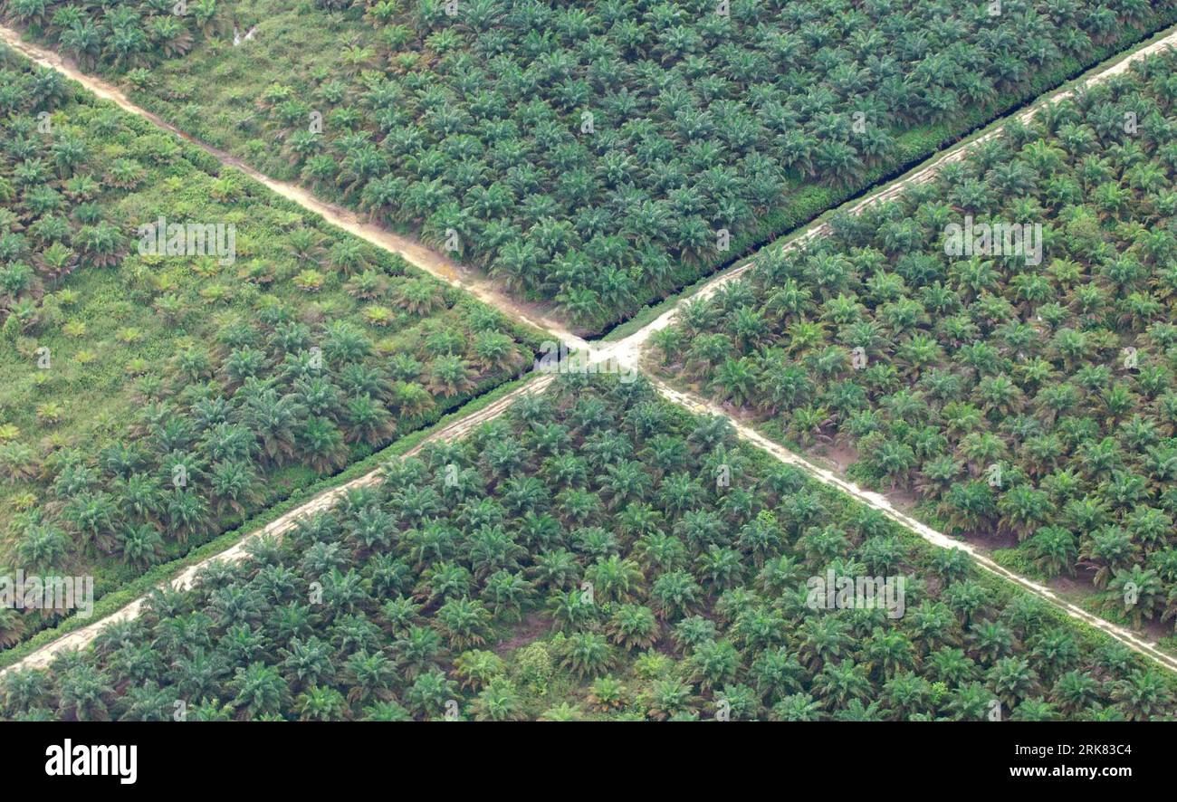 Indonesia deforestation palm oil forest hi-res stock photography and ...