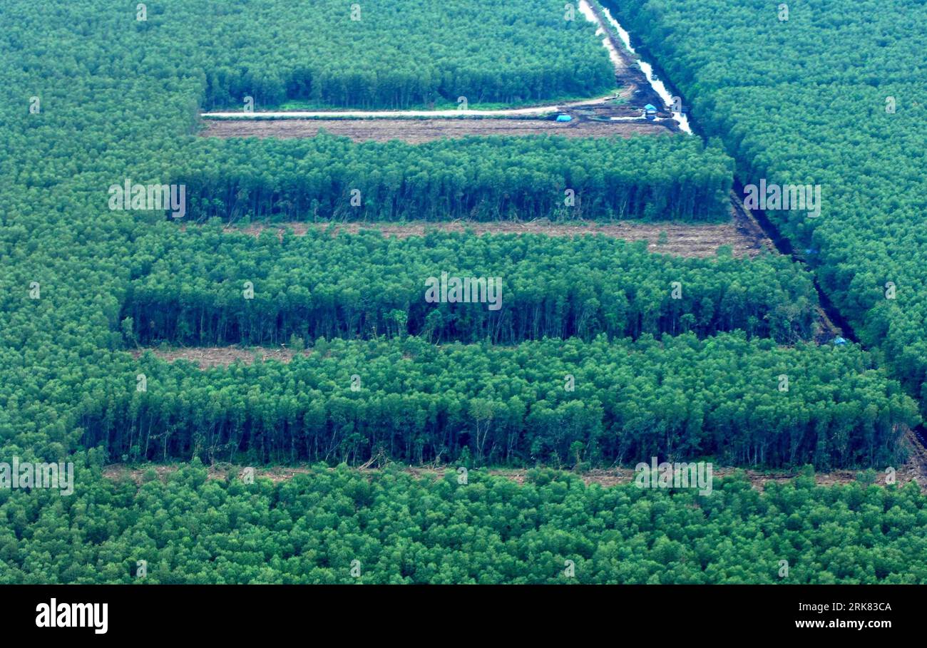 Indonesia deforestation palm oil forest hi-res stock photography and ...