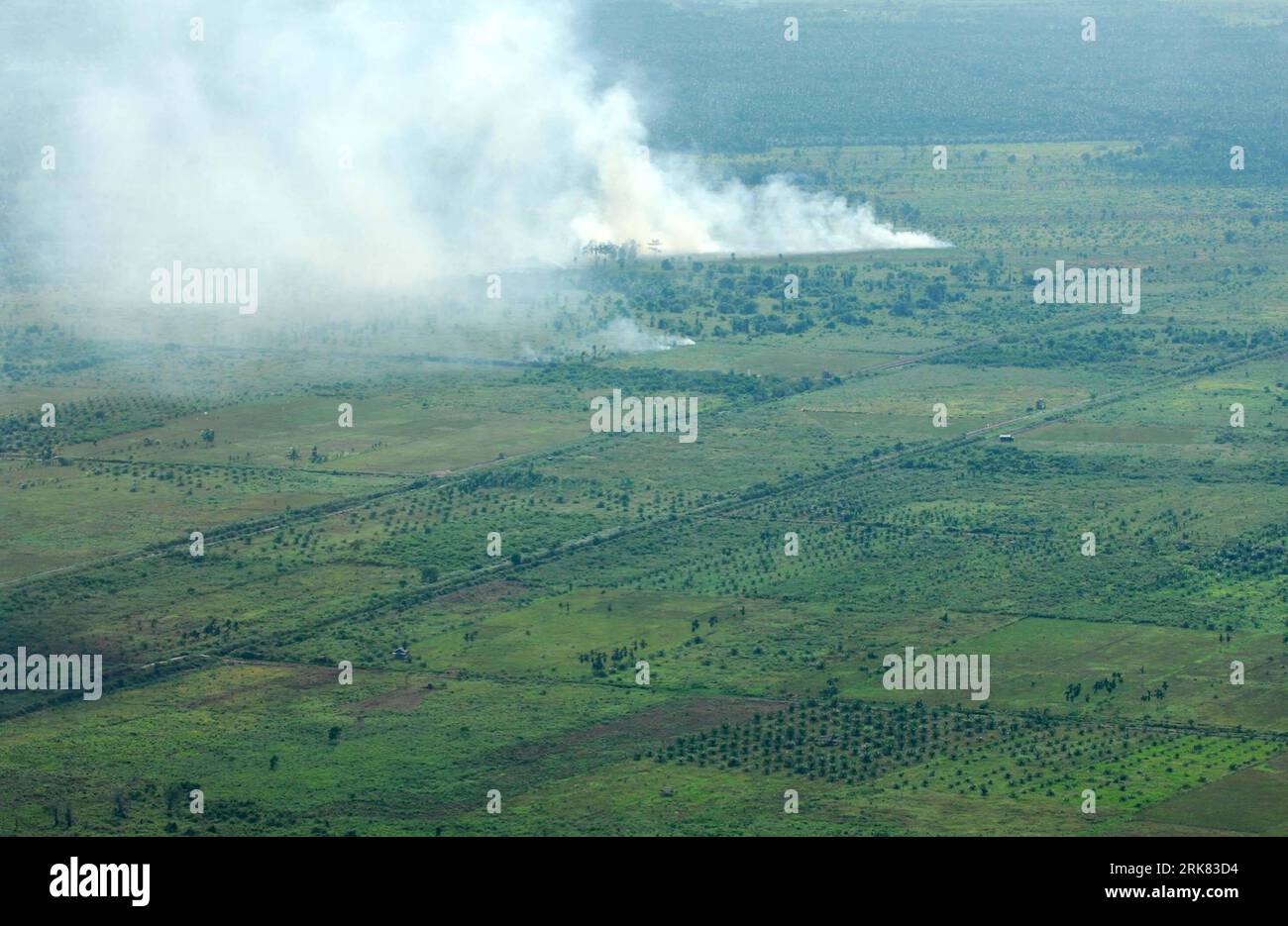 Indonesia deforestation palm oil forest hi-res stock photography and ...