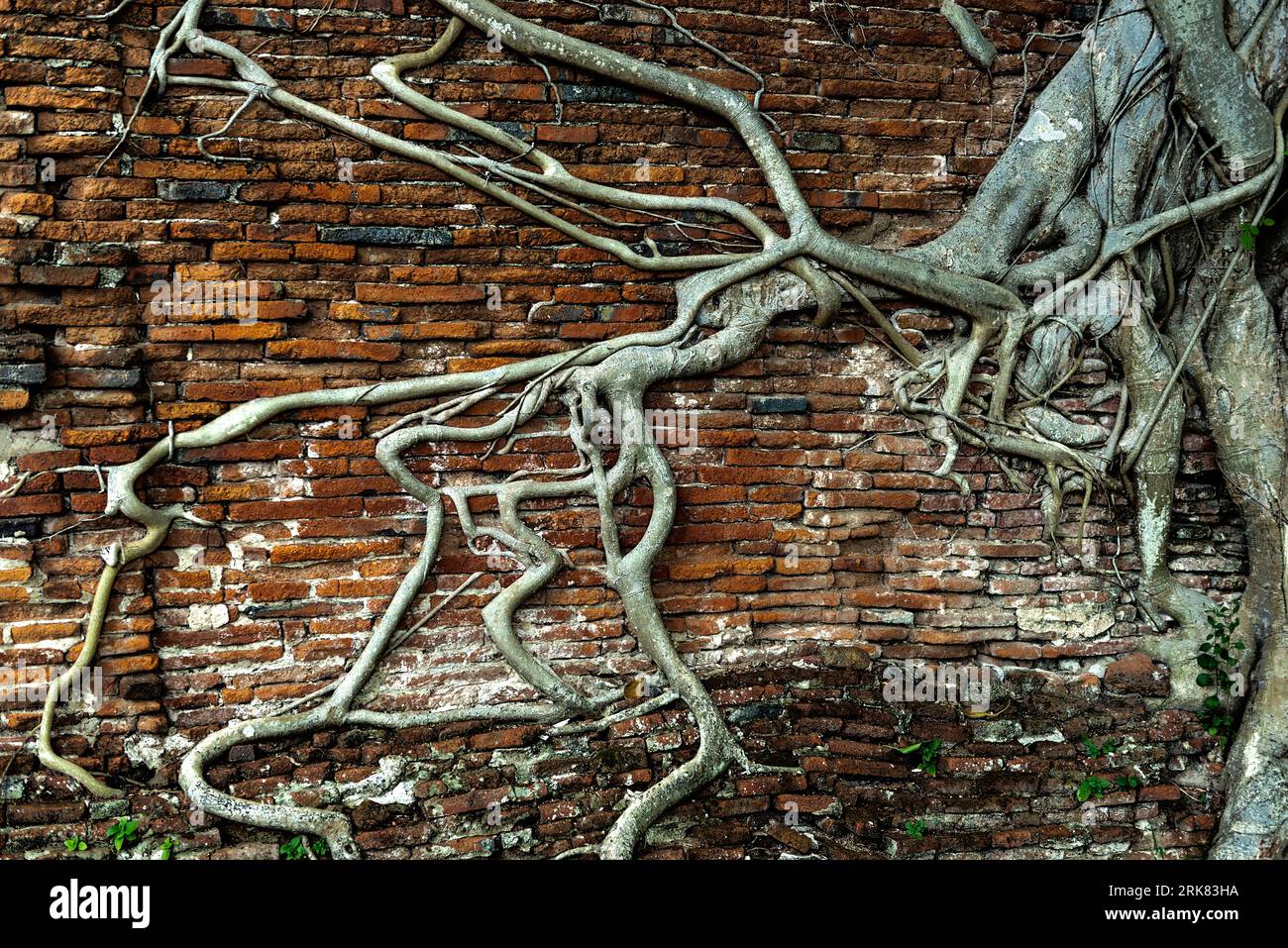 An old brick wall with long tree roots growing on it Stock Photo - Alamy