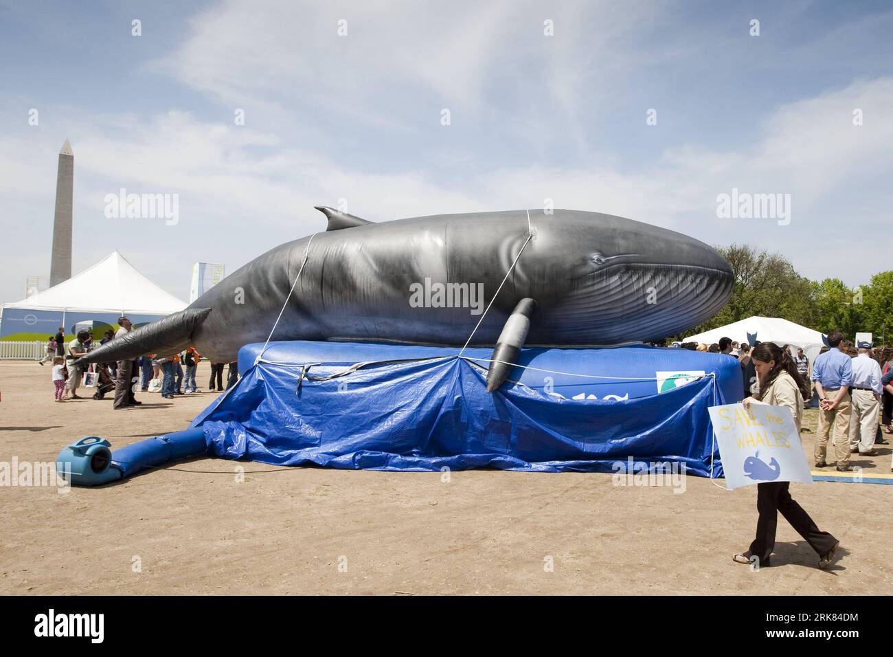 Inflated whale hi-res stock photography and images - Alamy