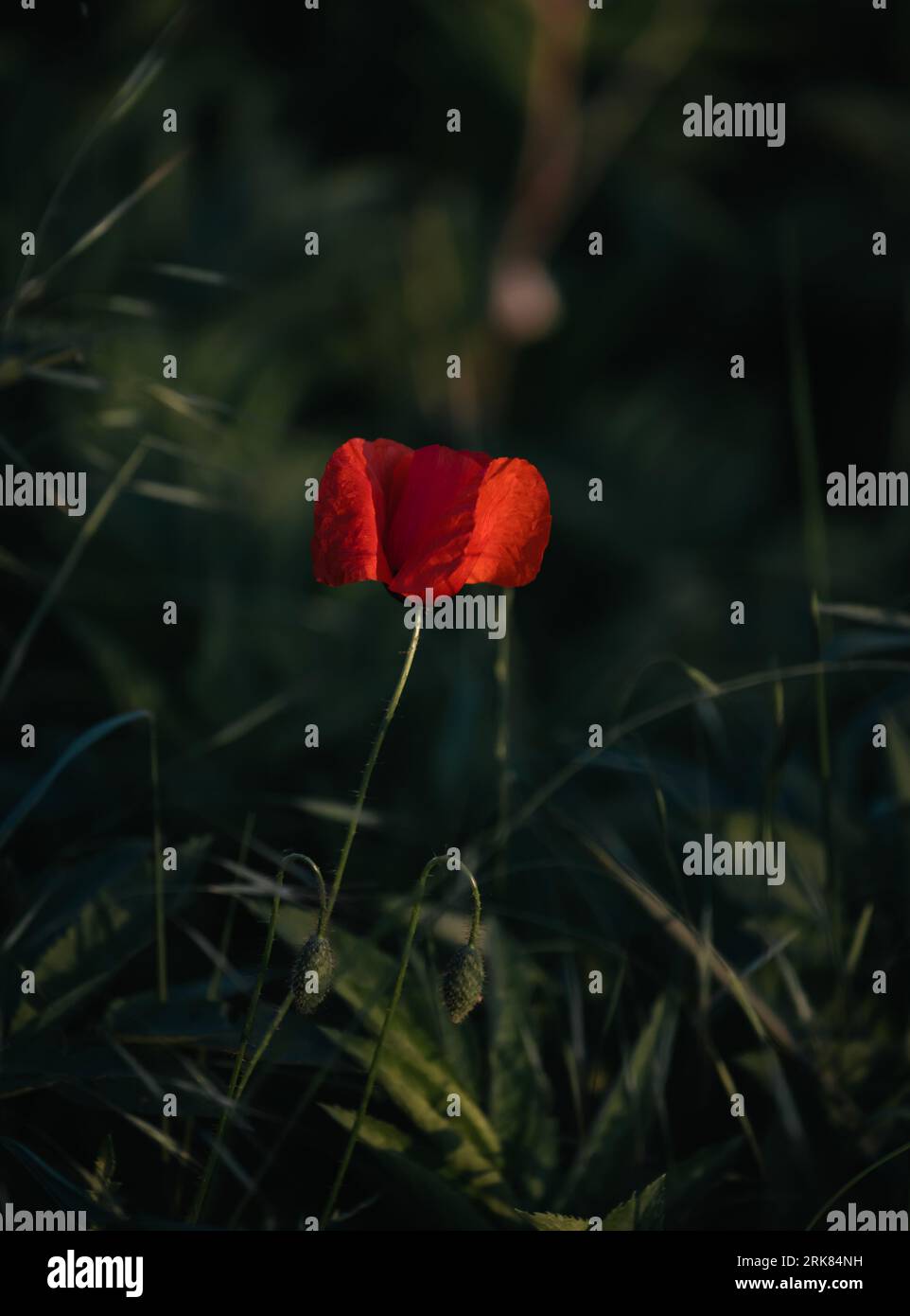 Deep red poppy hi-res stock photography and images - Alamy