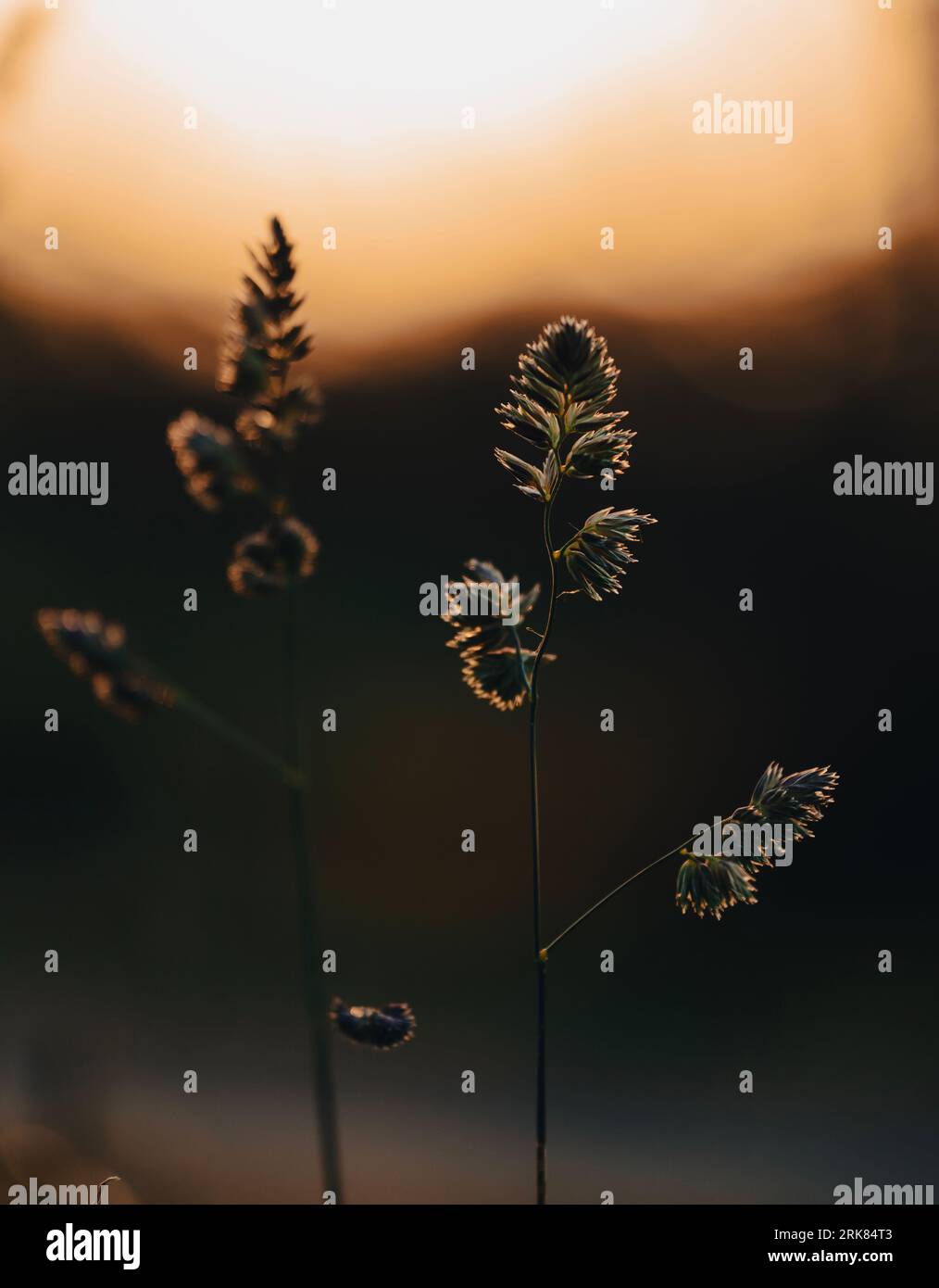 A beautiful scene of waving yellow and green grass illuminated by the ...