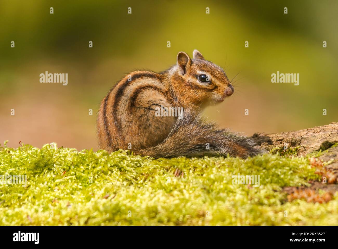 A tiny chipmunk perched atop a patch of lush green moss, looking out ...