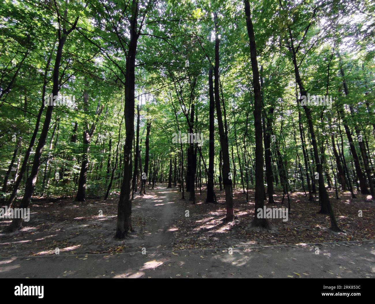 High woods, nature wallpaper, beautiful forest background Stock Photo ...