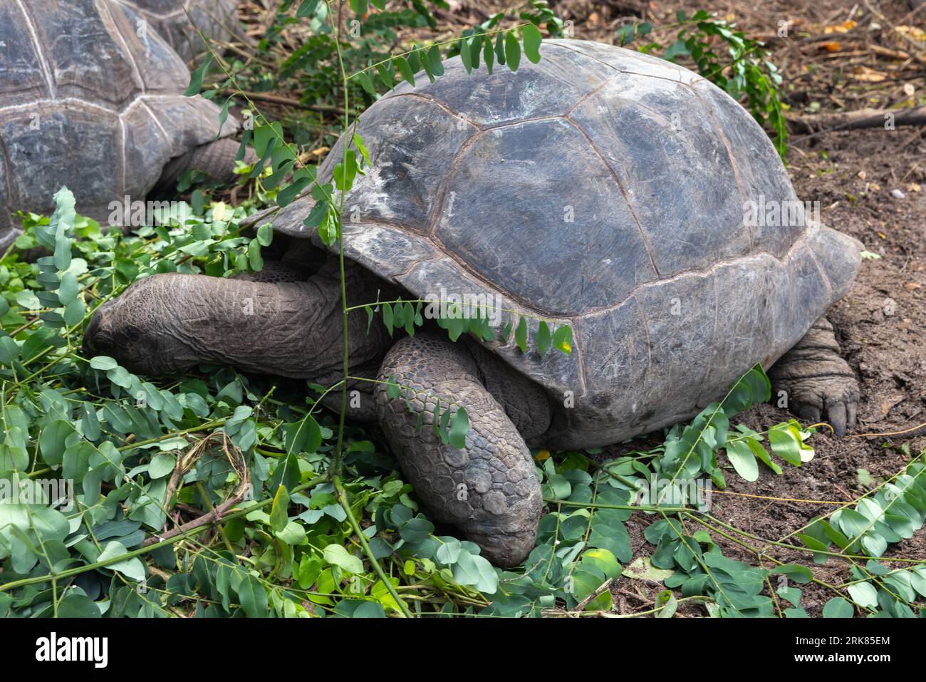 Seychelles giant turtle hi-res stock photography and images - Alamy