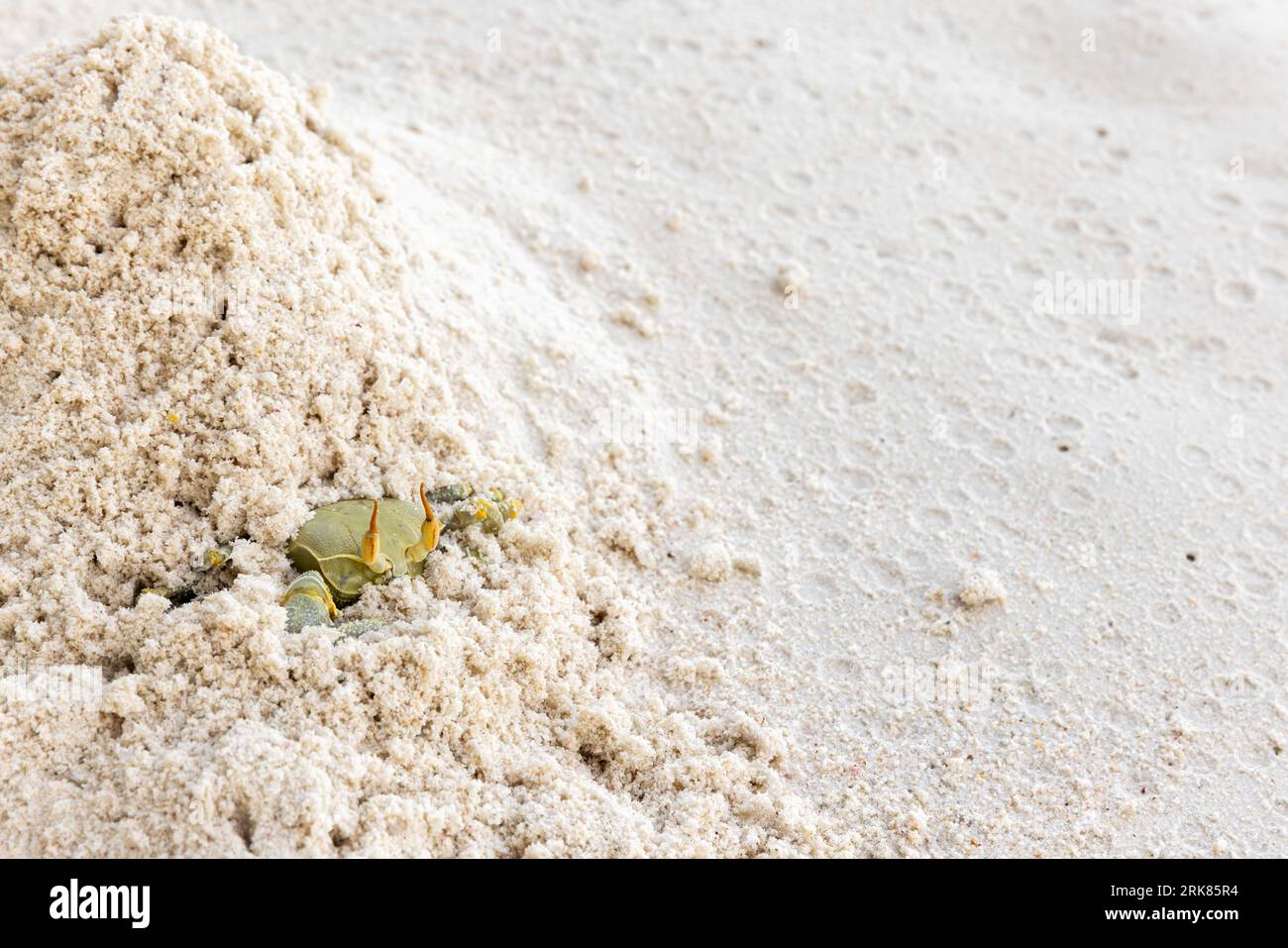 Horn-eyed ghost crab is hiding in white coastal sand of La Digue island ...