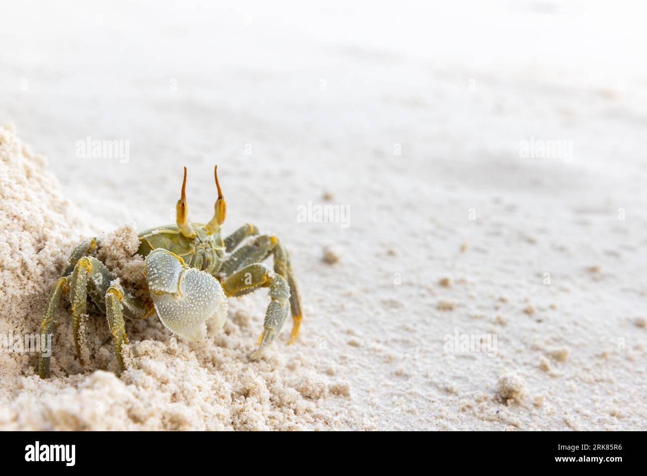 Green Ocypode Ceratophthalmus, the horned ghost crab or horn-eyed ghost ...