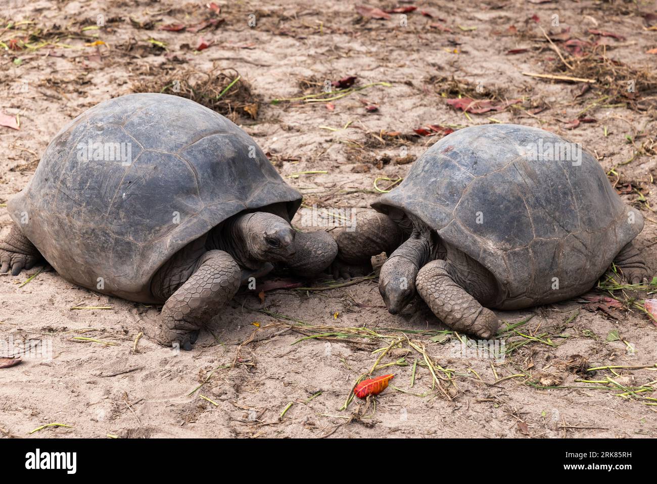 Seychelles giant turtle hi-res stock photography and images - Alamy