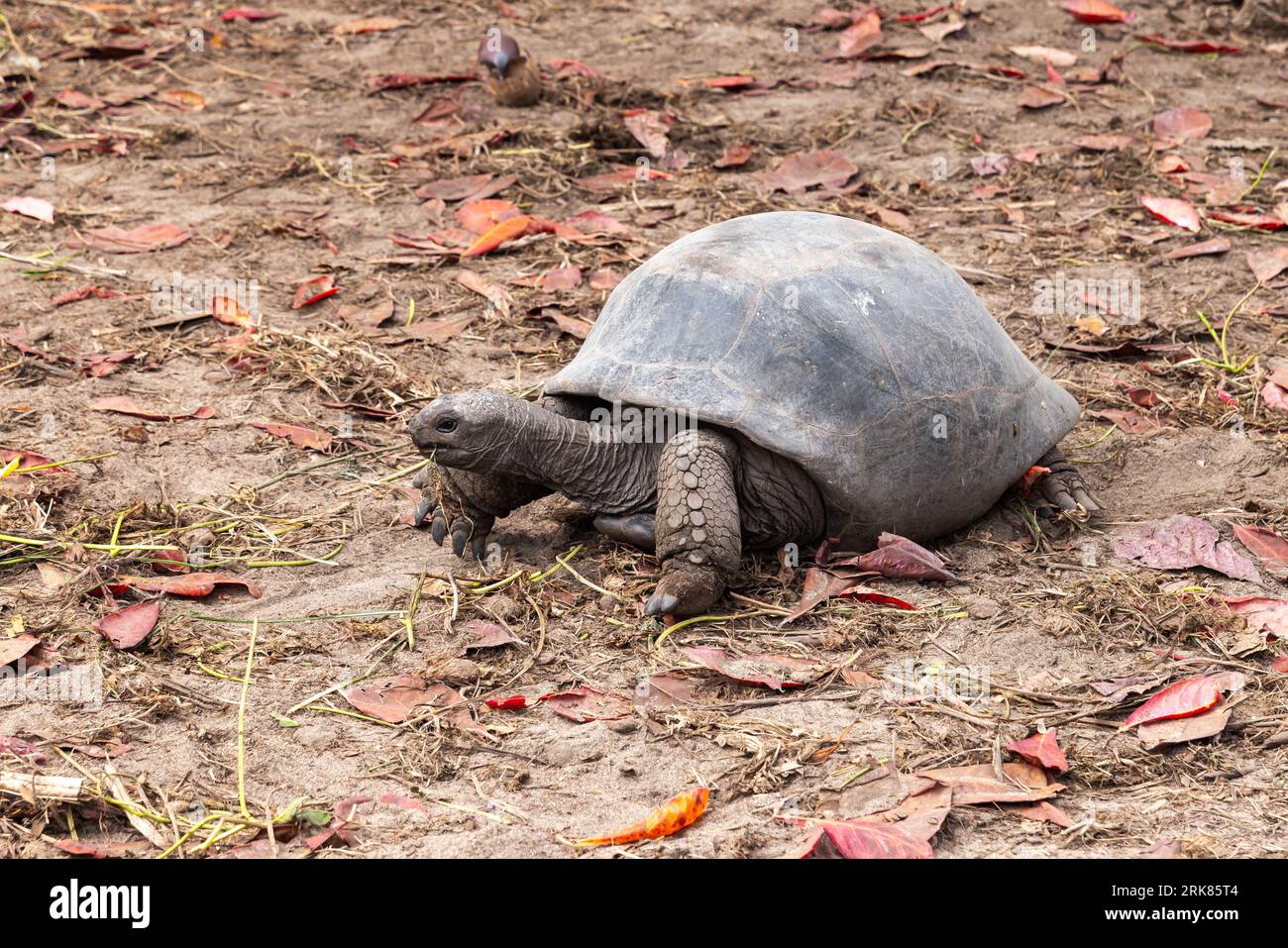 Aldabra giant tortoise crawling on the ground in the wild ...