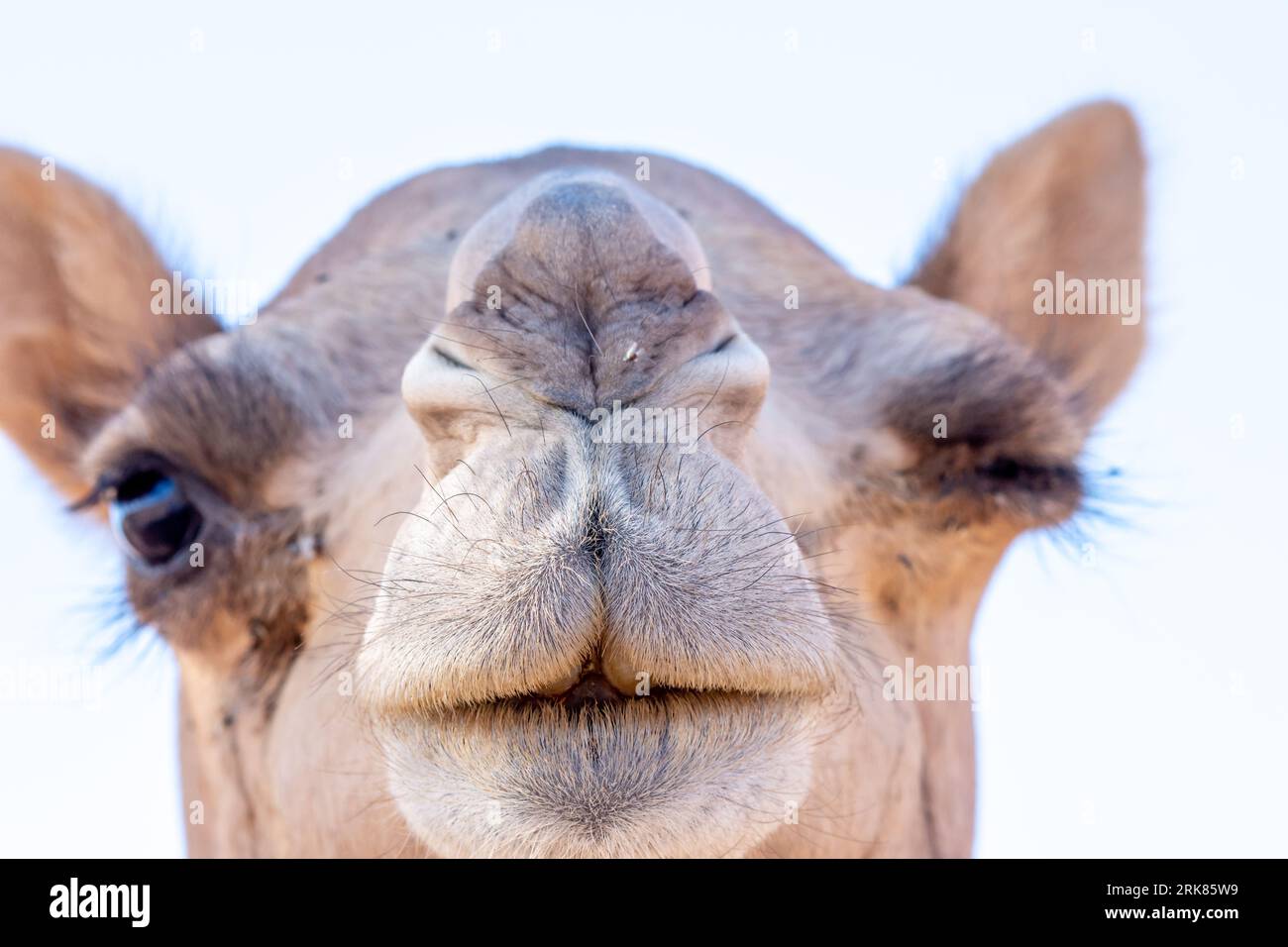 Camel directly hi-res stock photography and images - Alamy