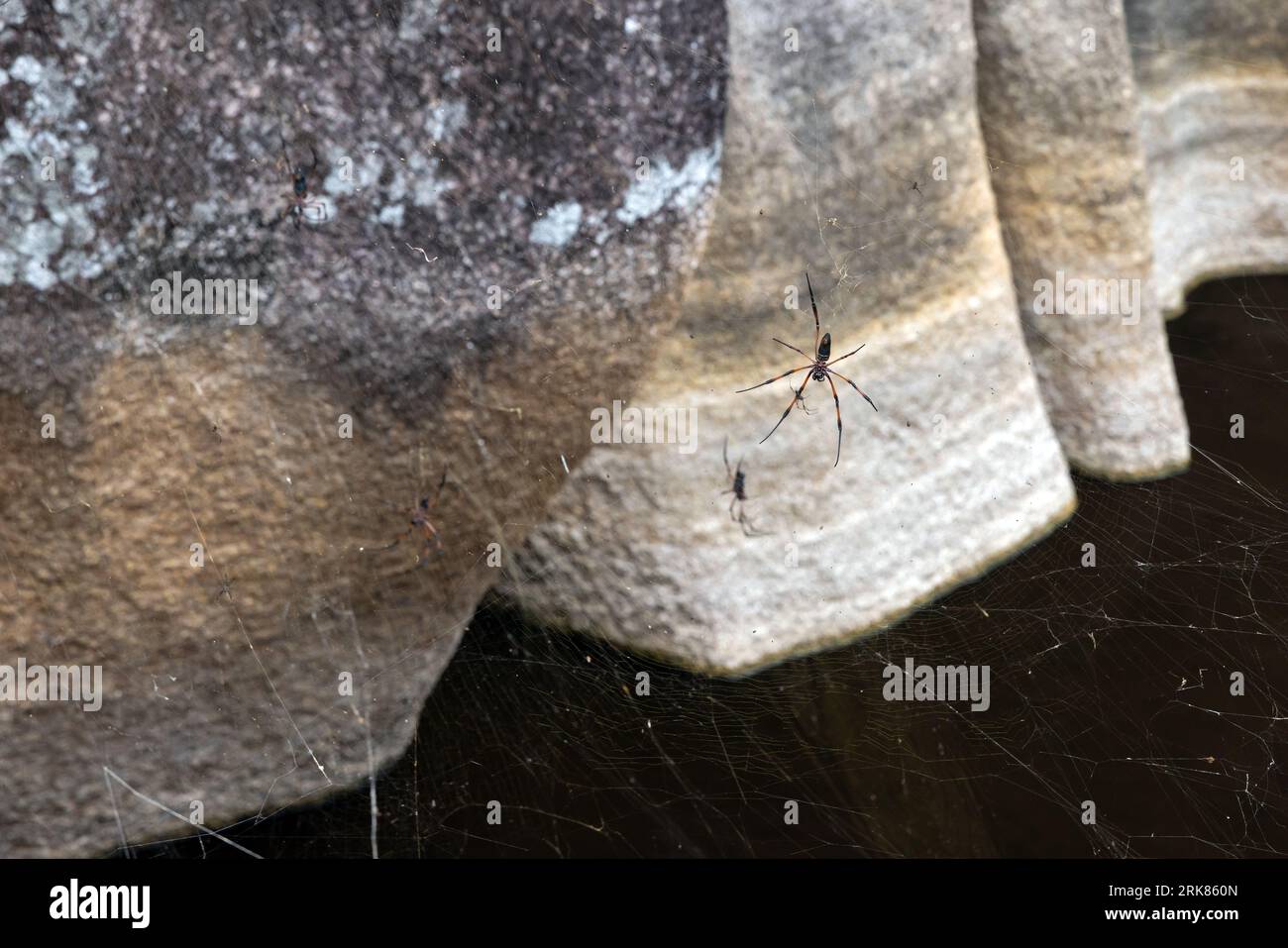 Orb weaver spiders hi-res stock photography and images - Alamy