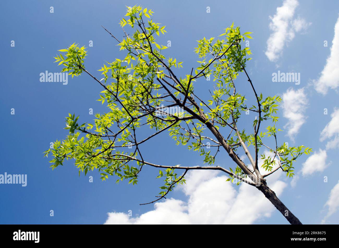 Summer tree in the sun rays. Single tree isolated over the blue sky ...