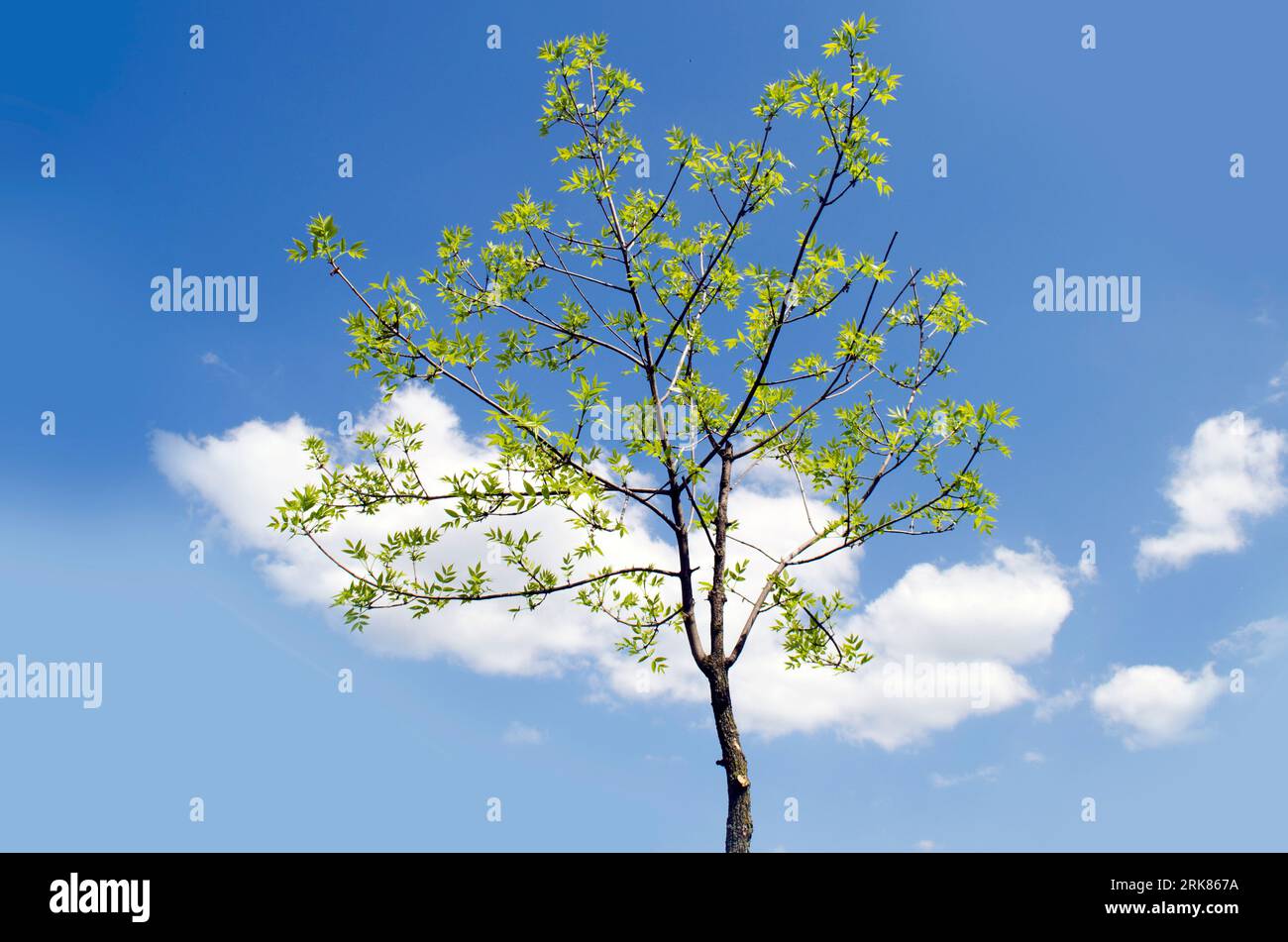 Summer tree in the sun rays. Single tree isolated over the blue sky ...