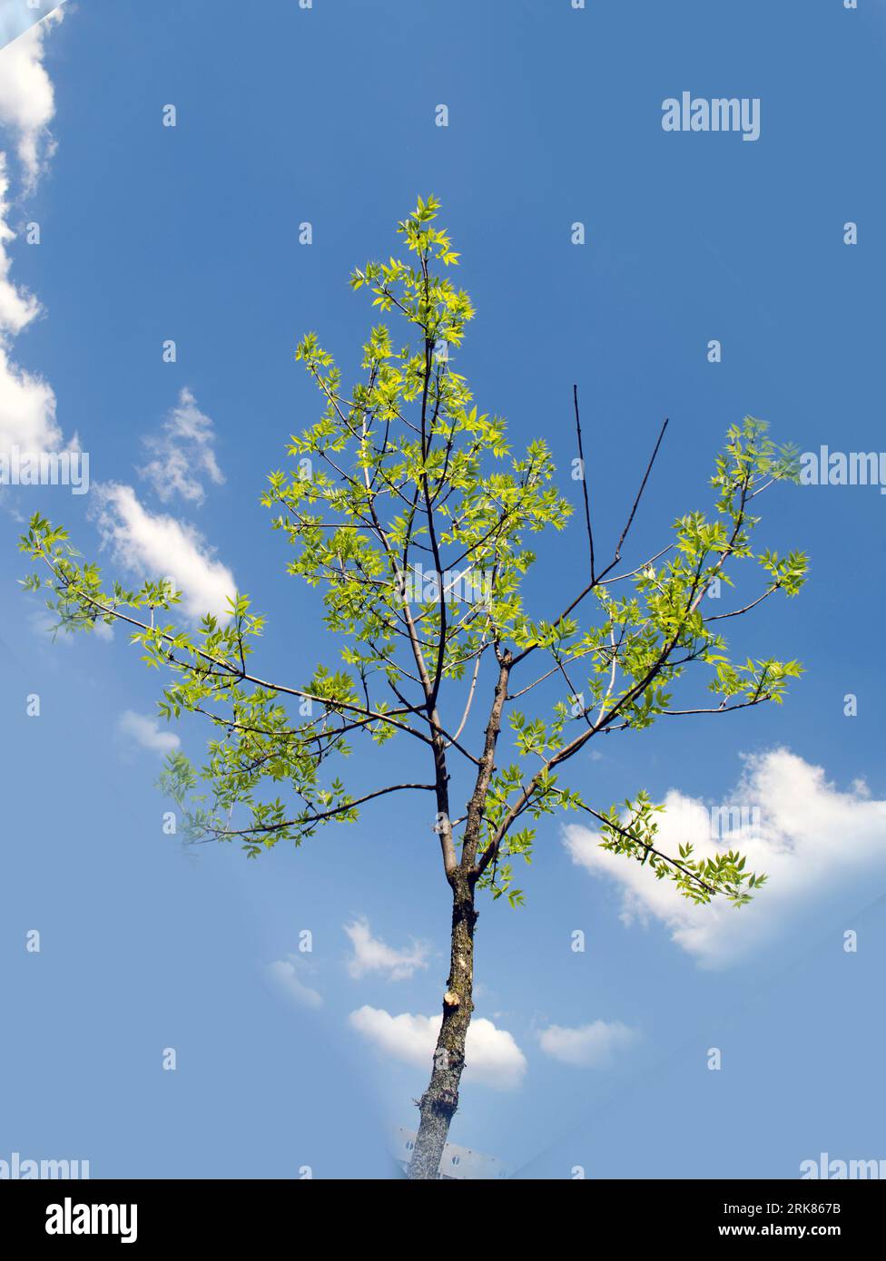 Summer tree in the sun rays. Single tree isolated over the blue sky ...