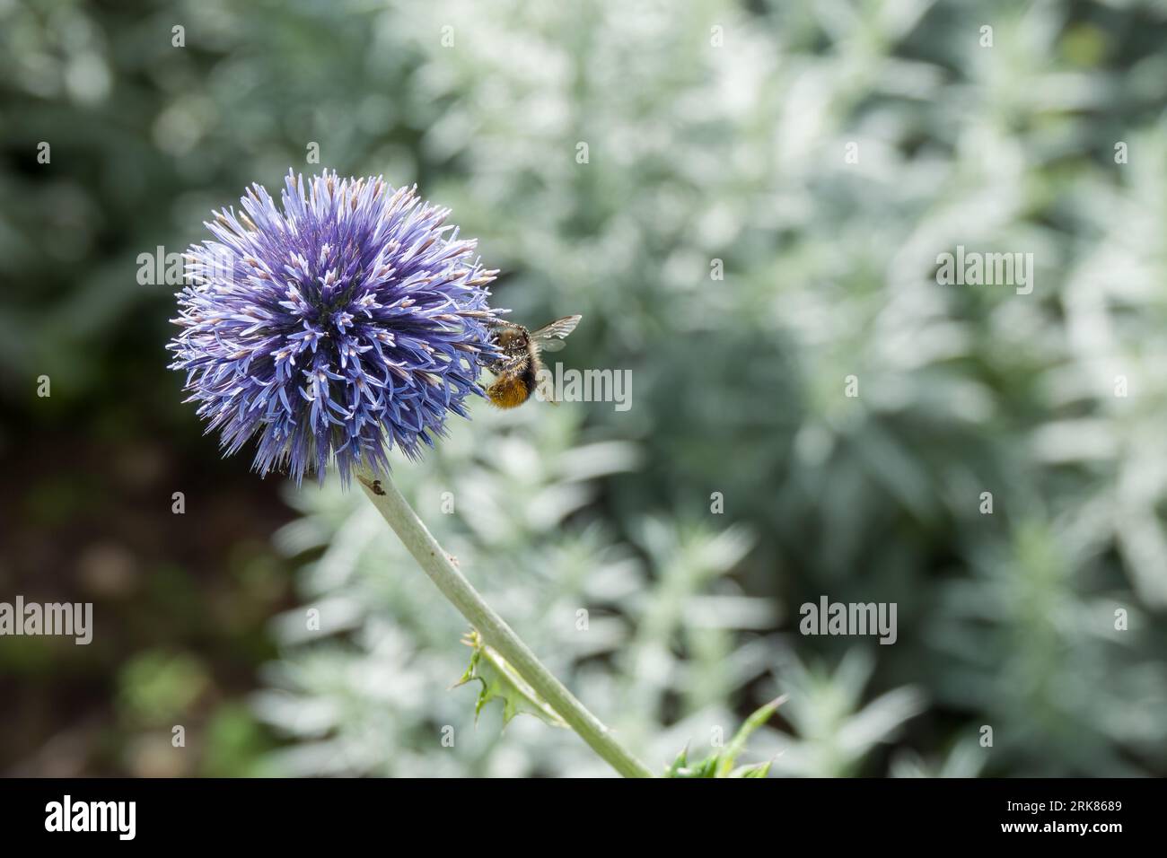 Plant blue thistle hi-res stock photography and images - Alamy