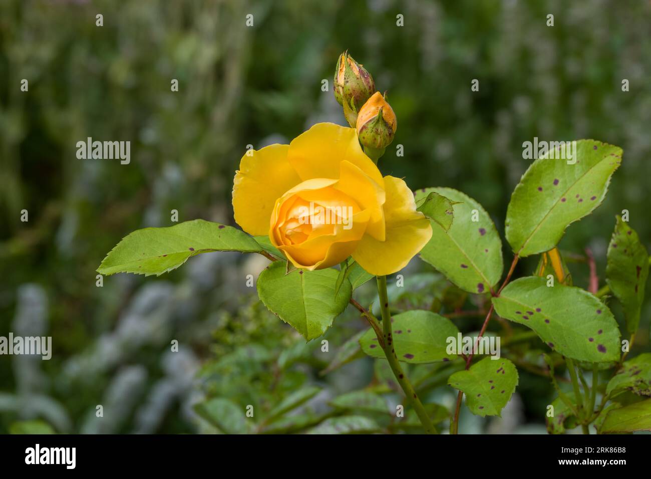 Symbolizing joy hi-res stock photography and images - Alamy