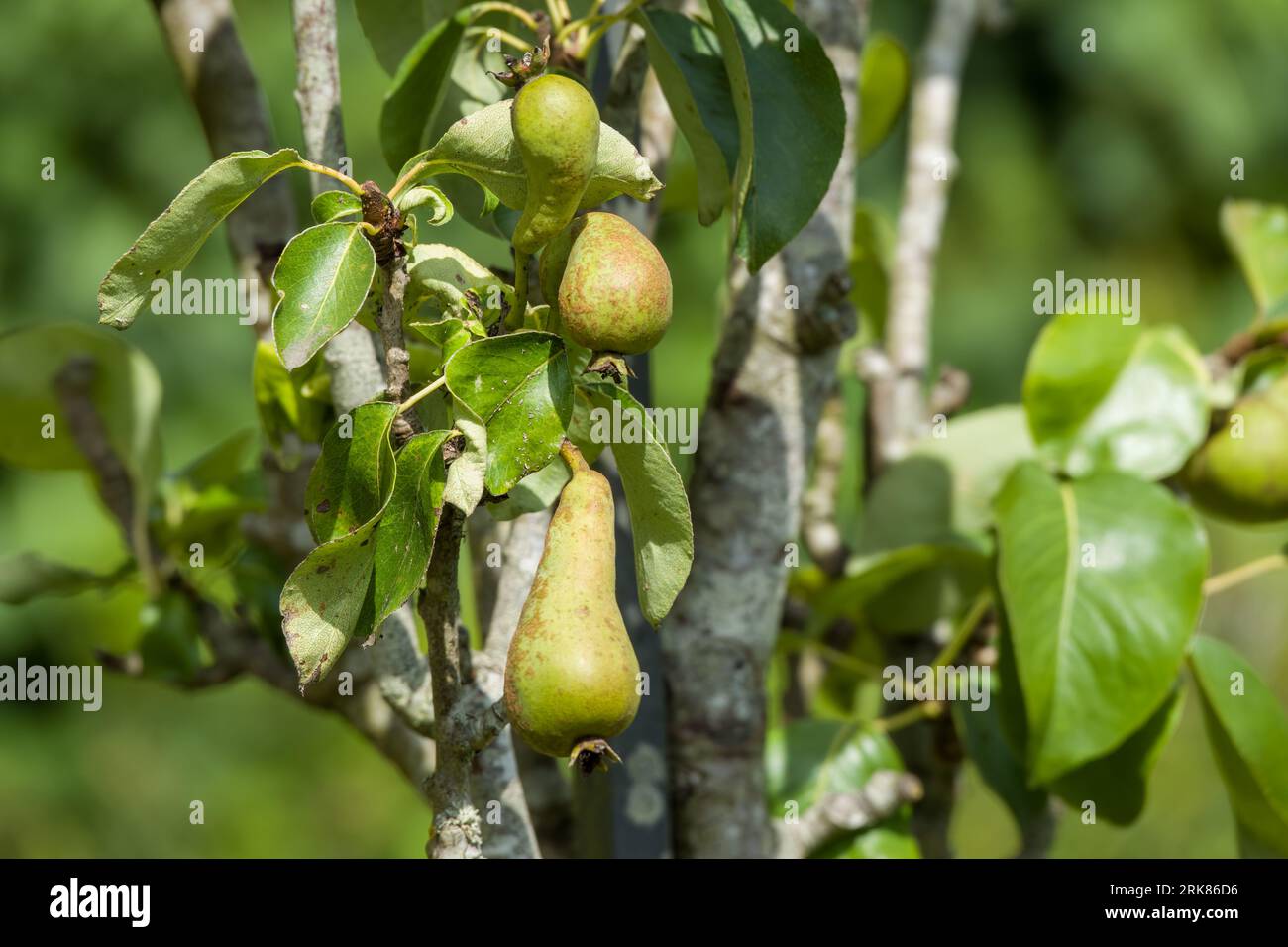 Pear shaped leaves hi-res stock photography and images - Alamy